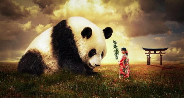 Everything About Pandas in Japan