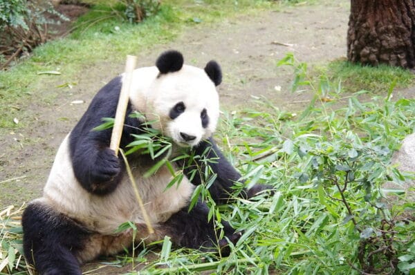 Everything About Pandas in Japan