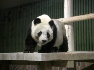Everything About Pandas in Japan